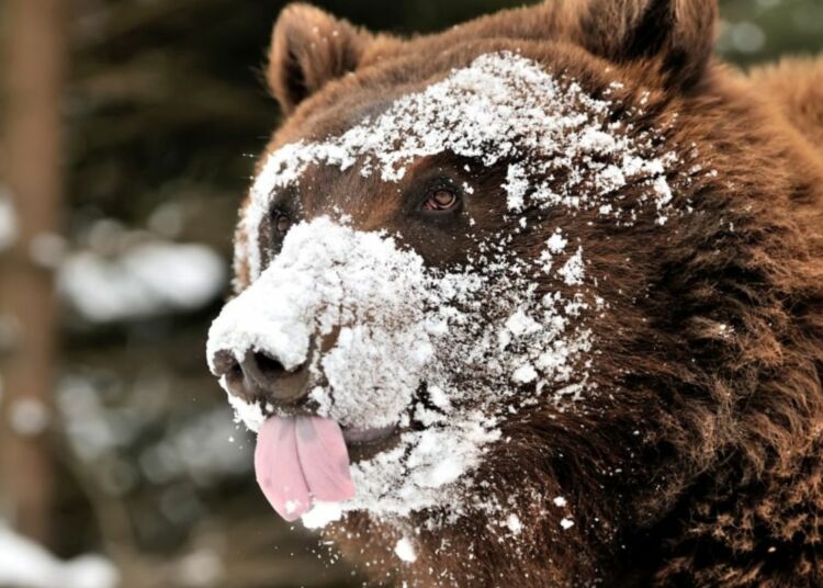 'Cocaine Bear': La historia real de un oso que ingirió más de 20kg de ...